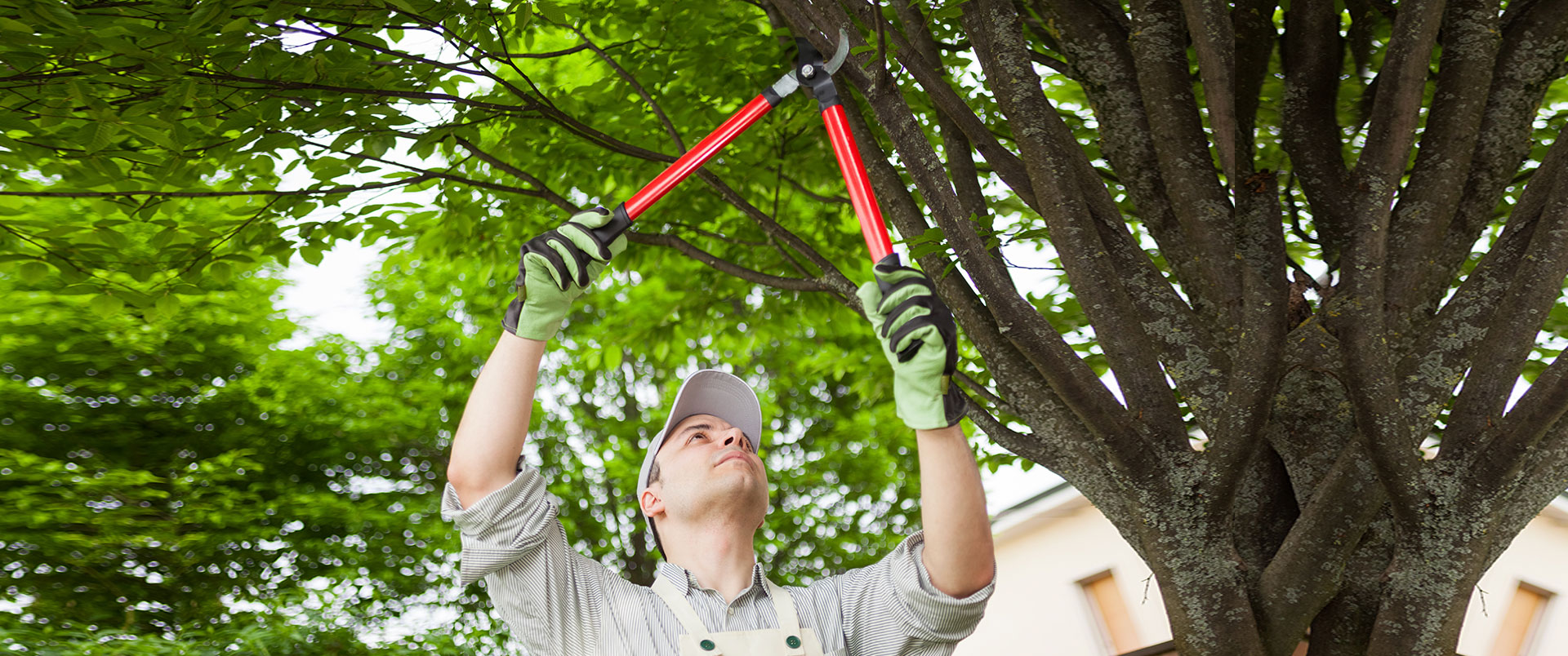 What You Need to Know About Tree Trimming and Pruning | Exterior Medics